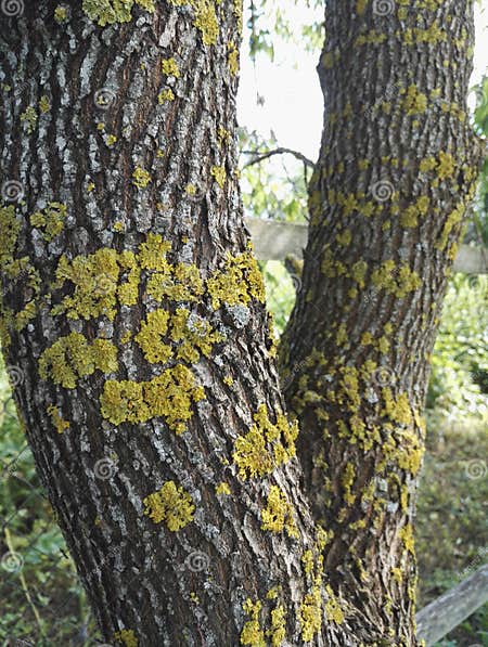 Ribbed Texture of Green Moldy Trees Stock Image - Image of trees ...
