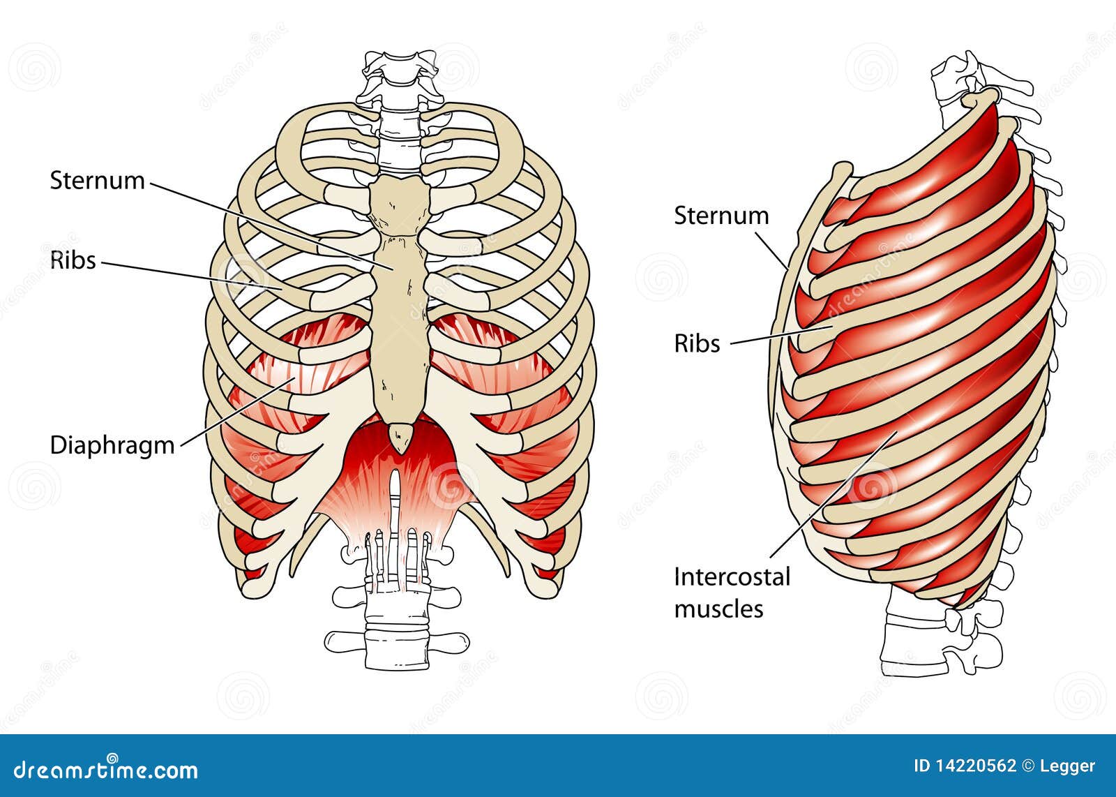 Ribben En Diafragma Stock Fotografie - Beeld: 14220562