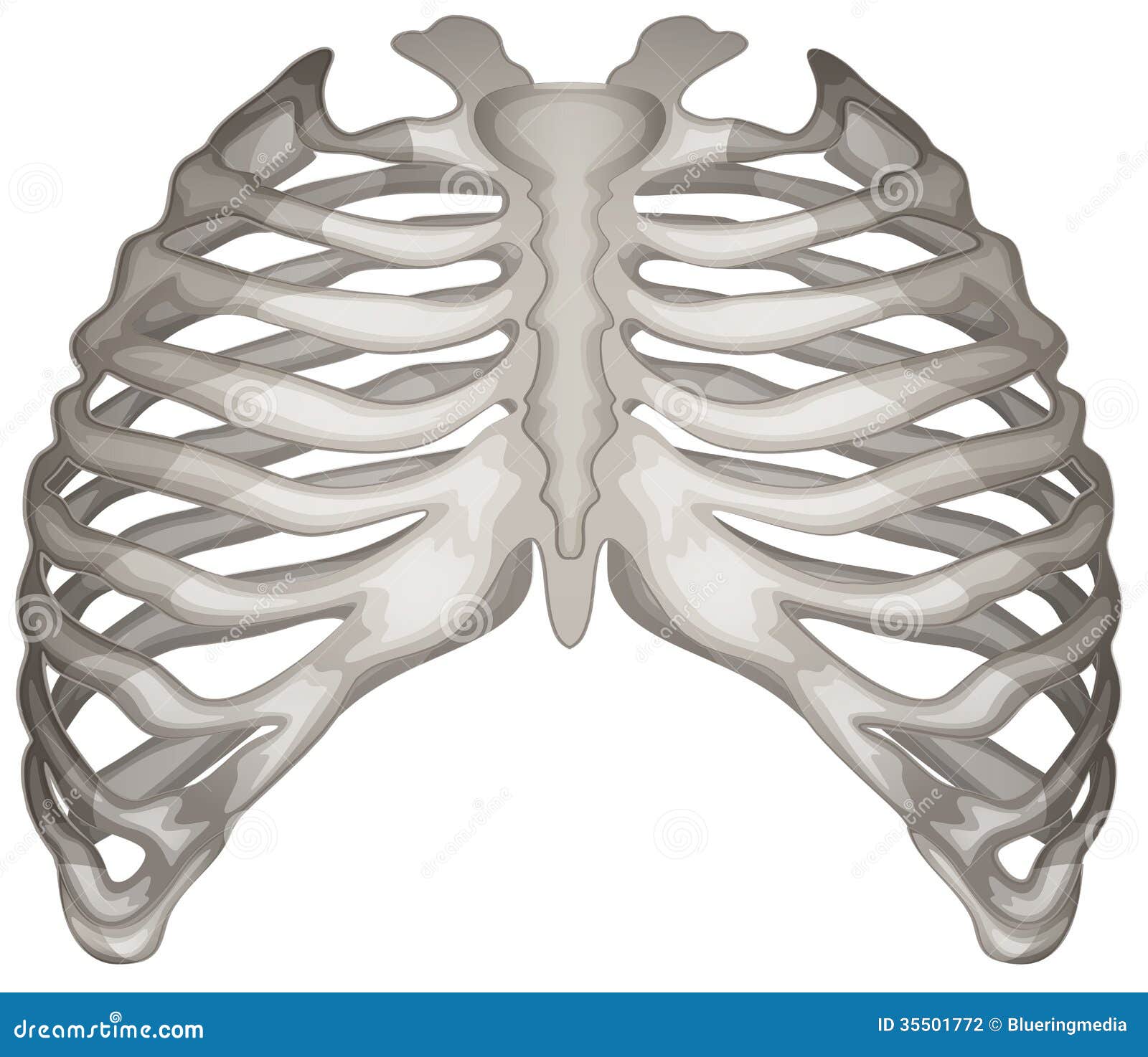 Ribbenkast vector illustratie. Illustration of menselijk - 35501772