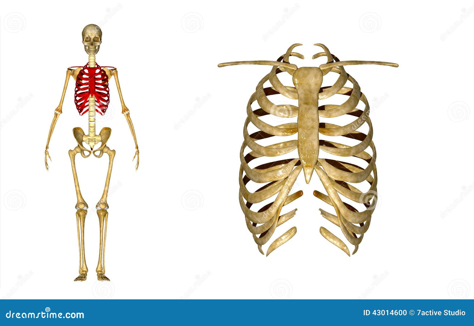 Ribbenkast stock illustratie. Illustration of ziekte - 43014600