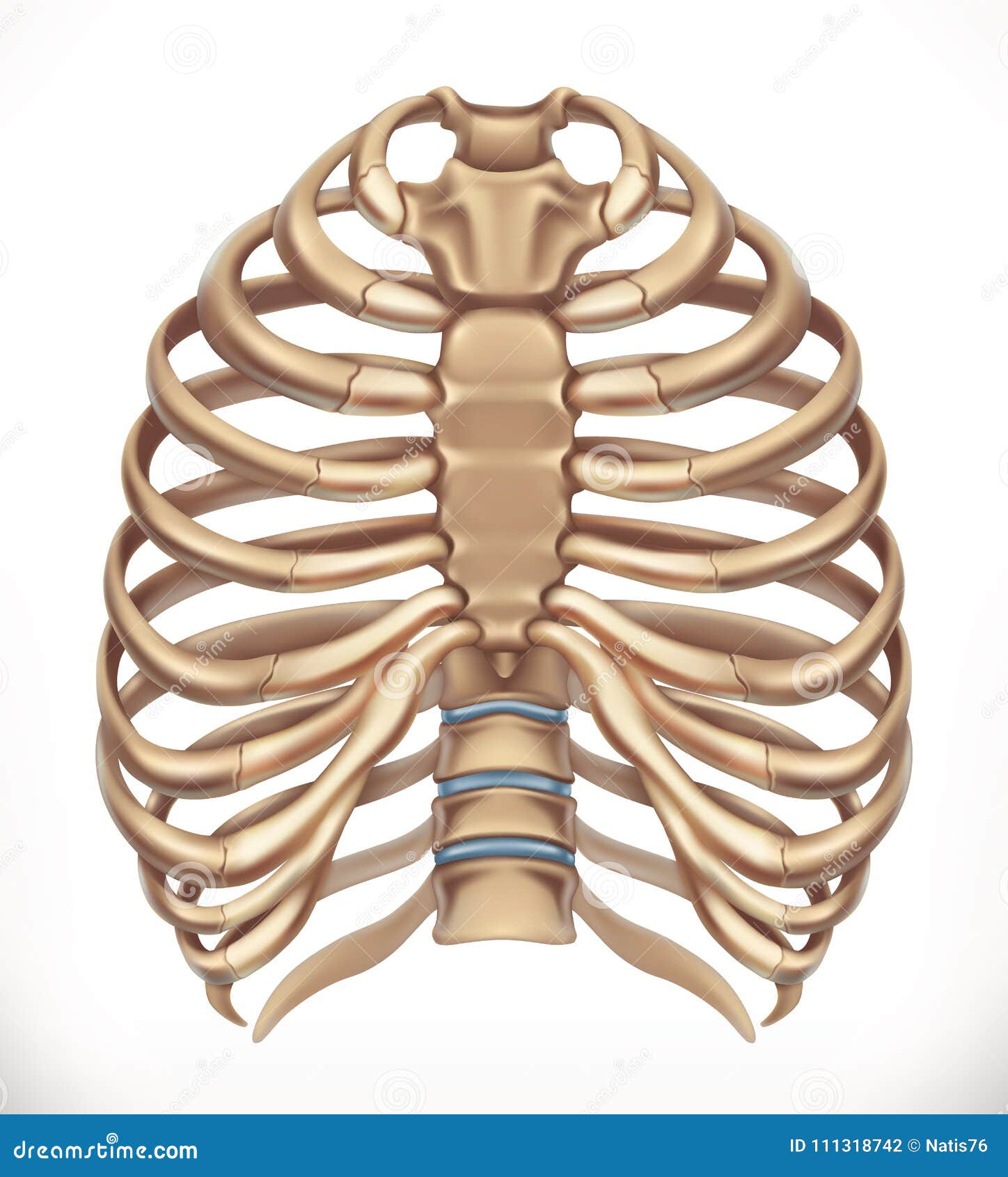 Ribbenkast Menselijk Skelet, Geneeskunde 3d Vector Vector Illustratie ...