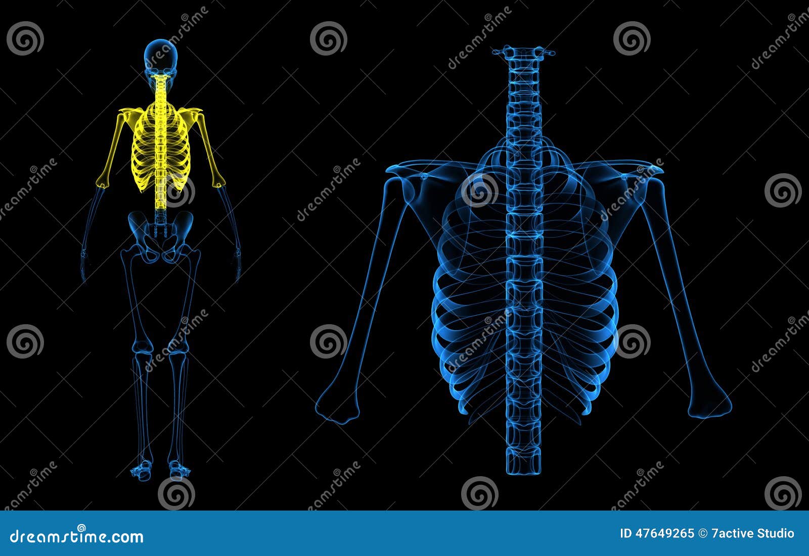 Ribbenkast, Ruggegraat En Opperarmbeen Stock Illustratie - Illustration ...