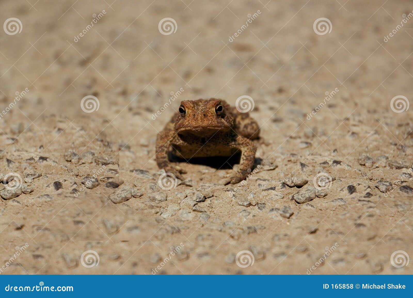 RIBBET.... stock photo. Image of fowlers, closeup, nature - 165858