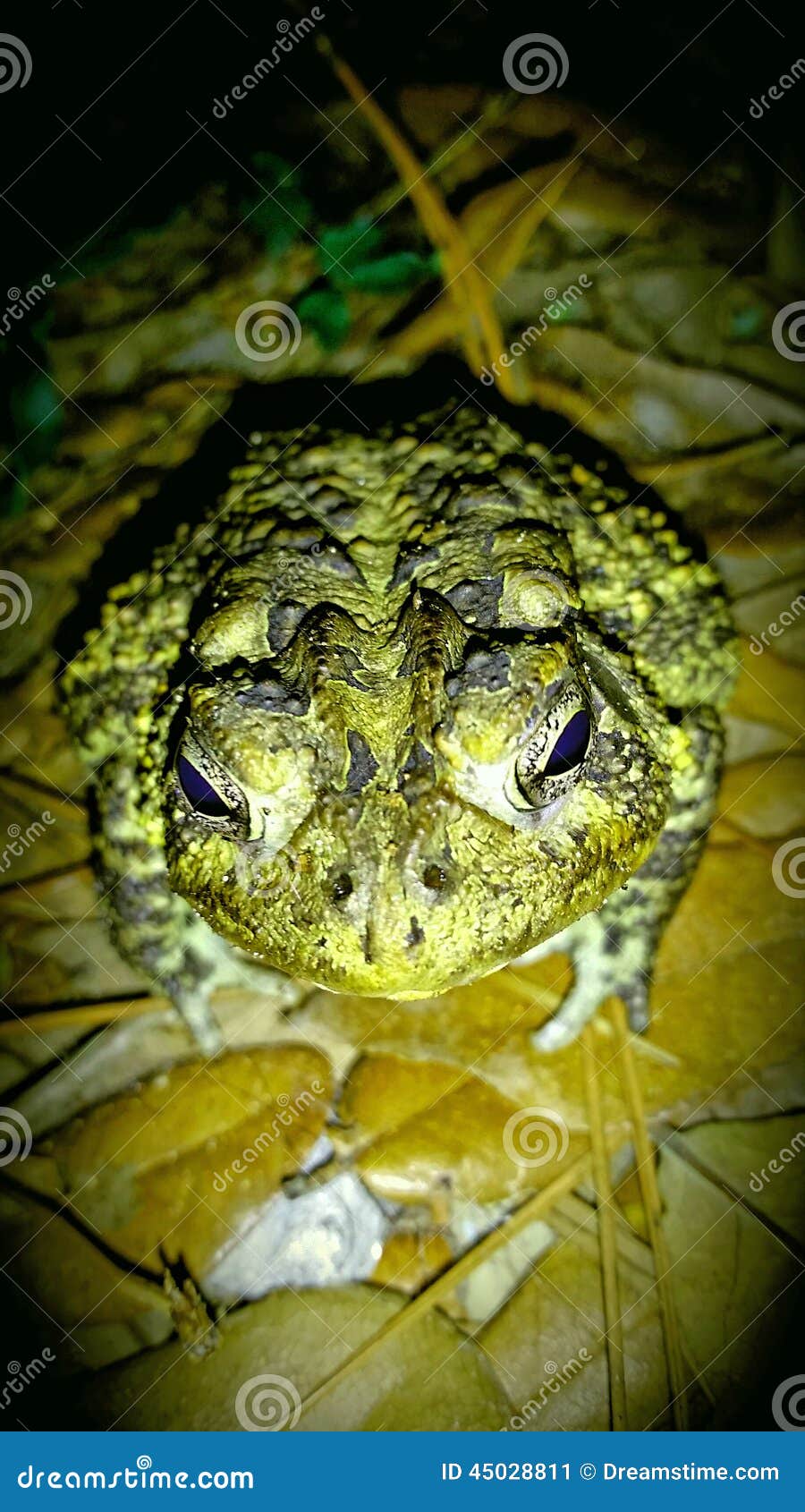 Ribbit stock image. Image of ribbit, toad, bull, frog - 45028811