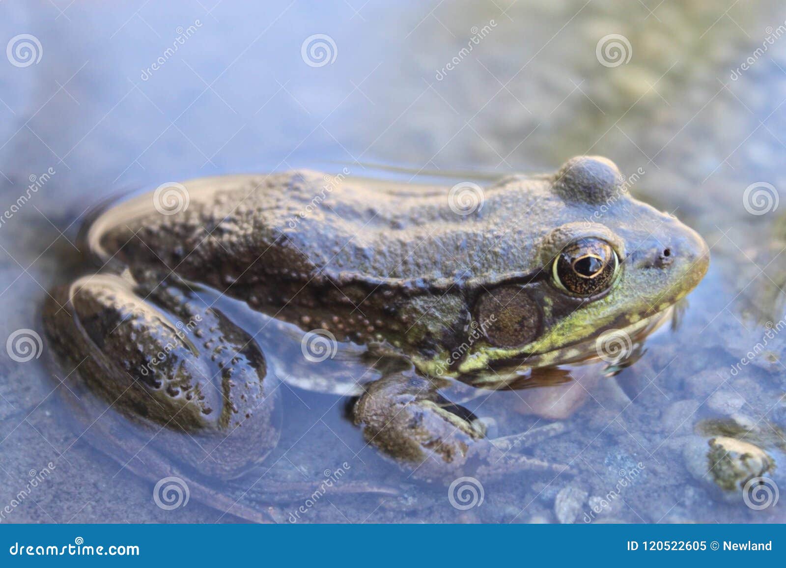 Ribbit Ribbit stock image. Image of creatures, nature - 120522605