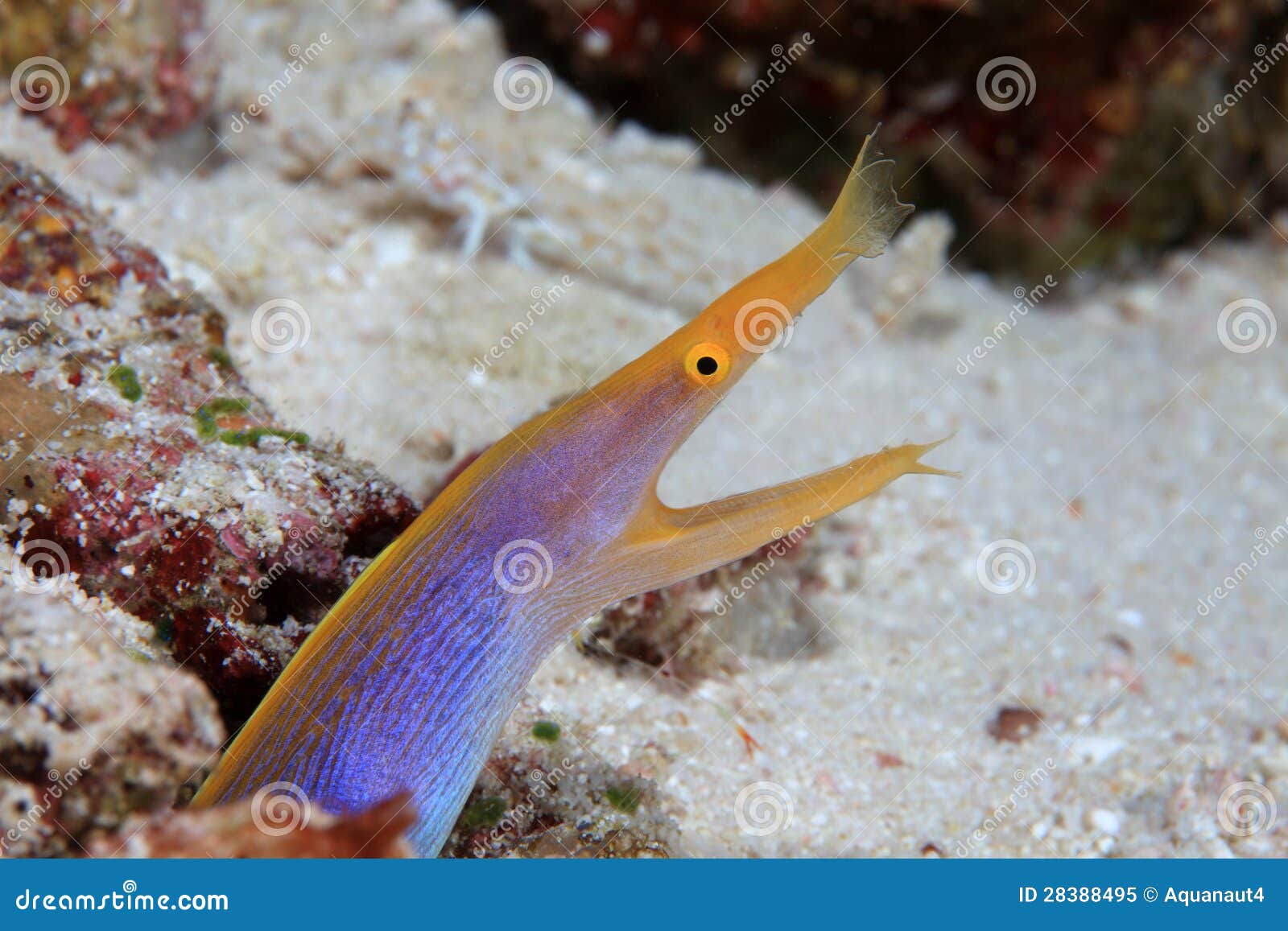 Ribbon eel stock image. Image of poison, fish, colorful - 28388495