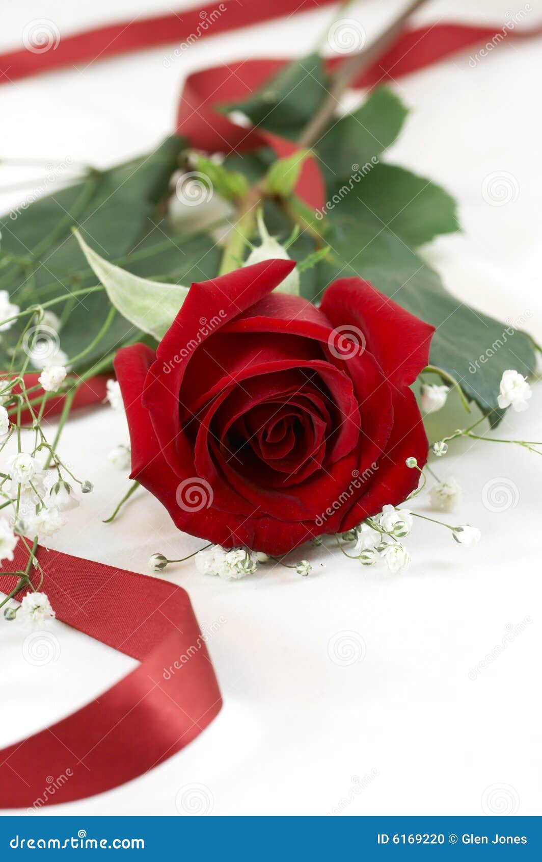 Ribbon rose stock photo. Image of rose, romantic, flower - 6169220