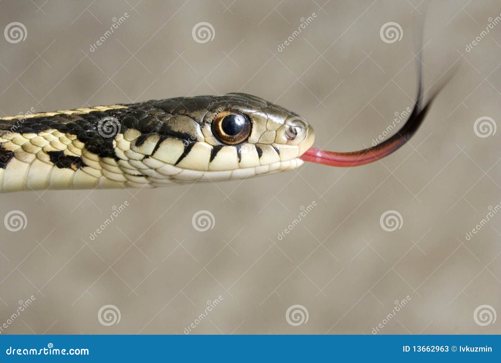 The ribbon snake smelling. stock image. Image of tongue - 13662963