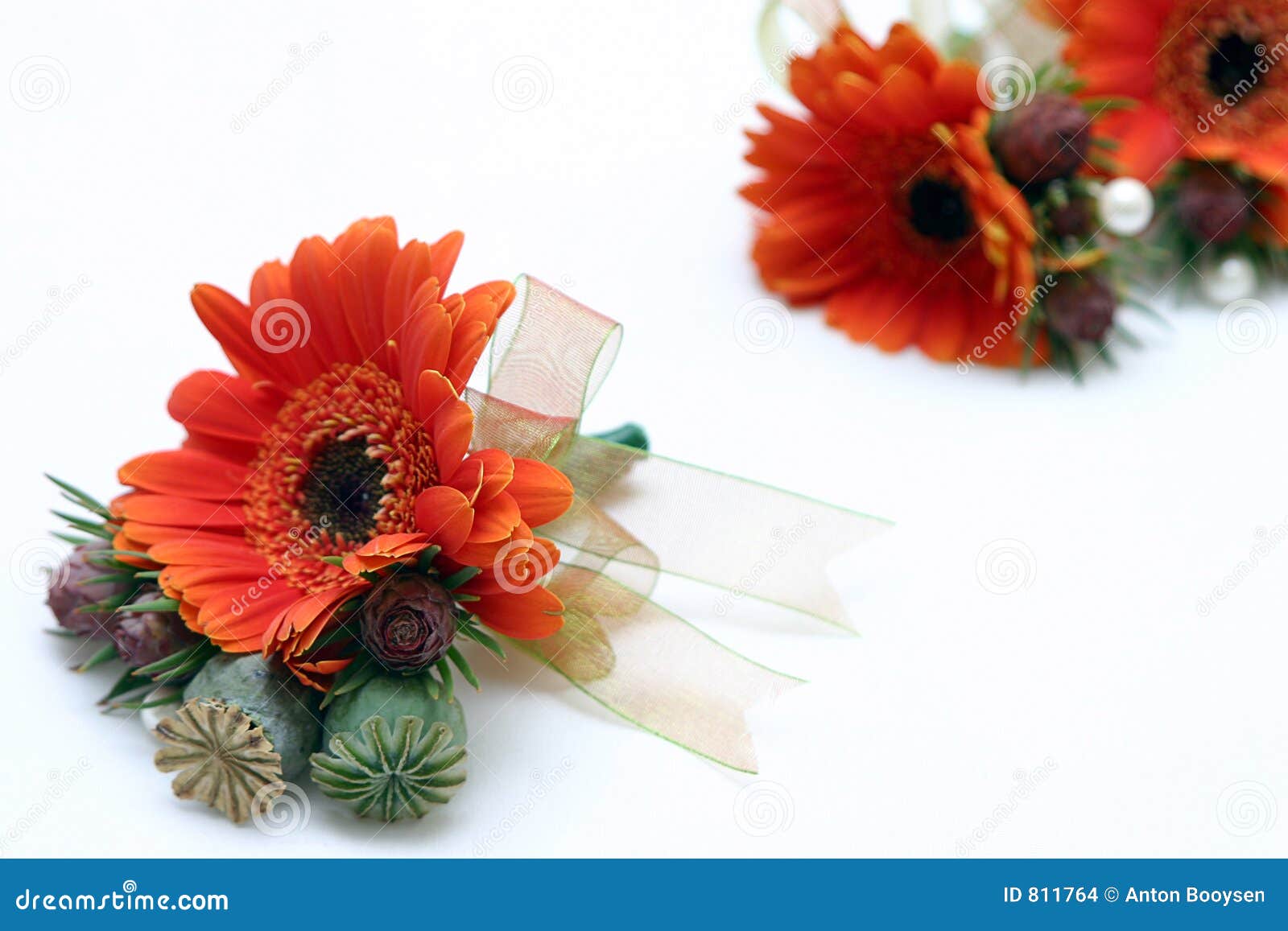Ribboned Orange Buttonholes Stock Photo - Image of pearls, buttoners ...