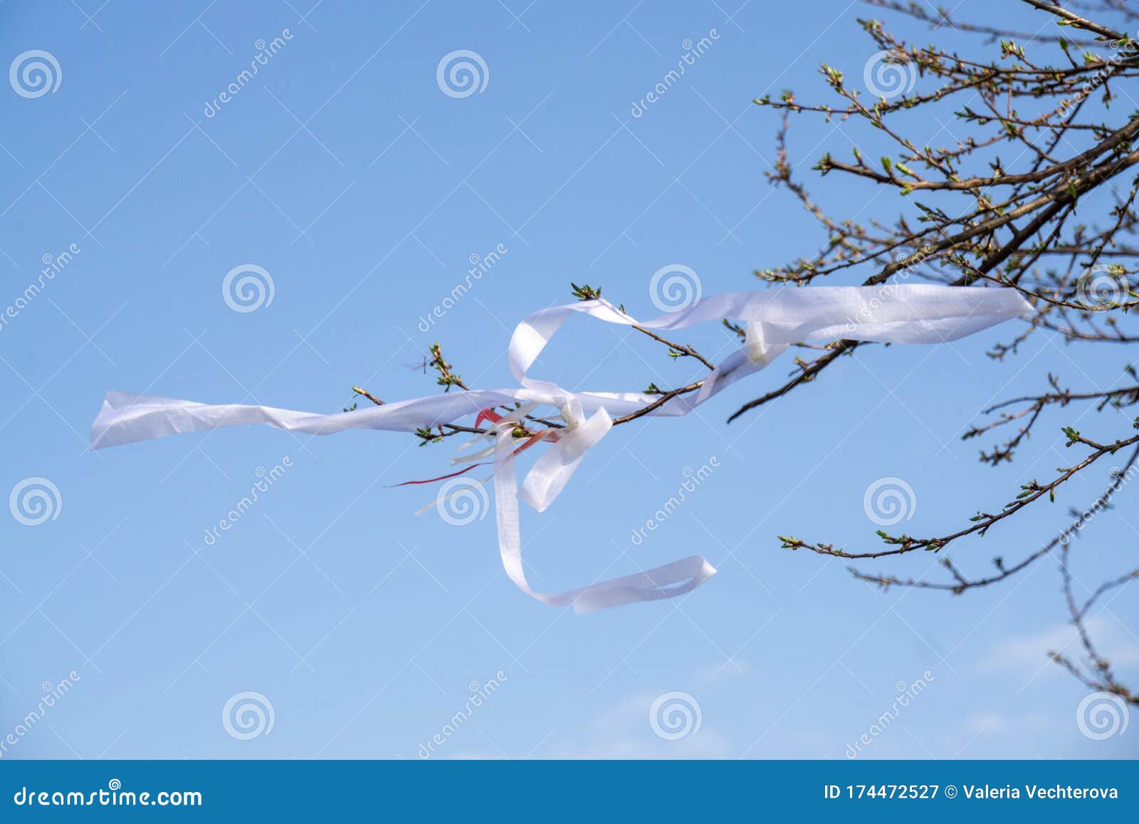 Ribbons on the Tree in Strong Wind. Stock Image - Image of cloudy ...