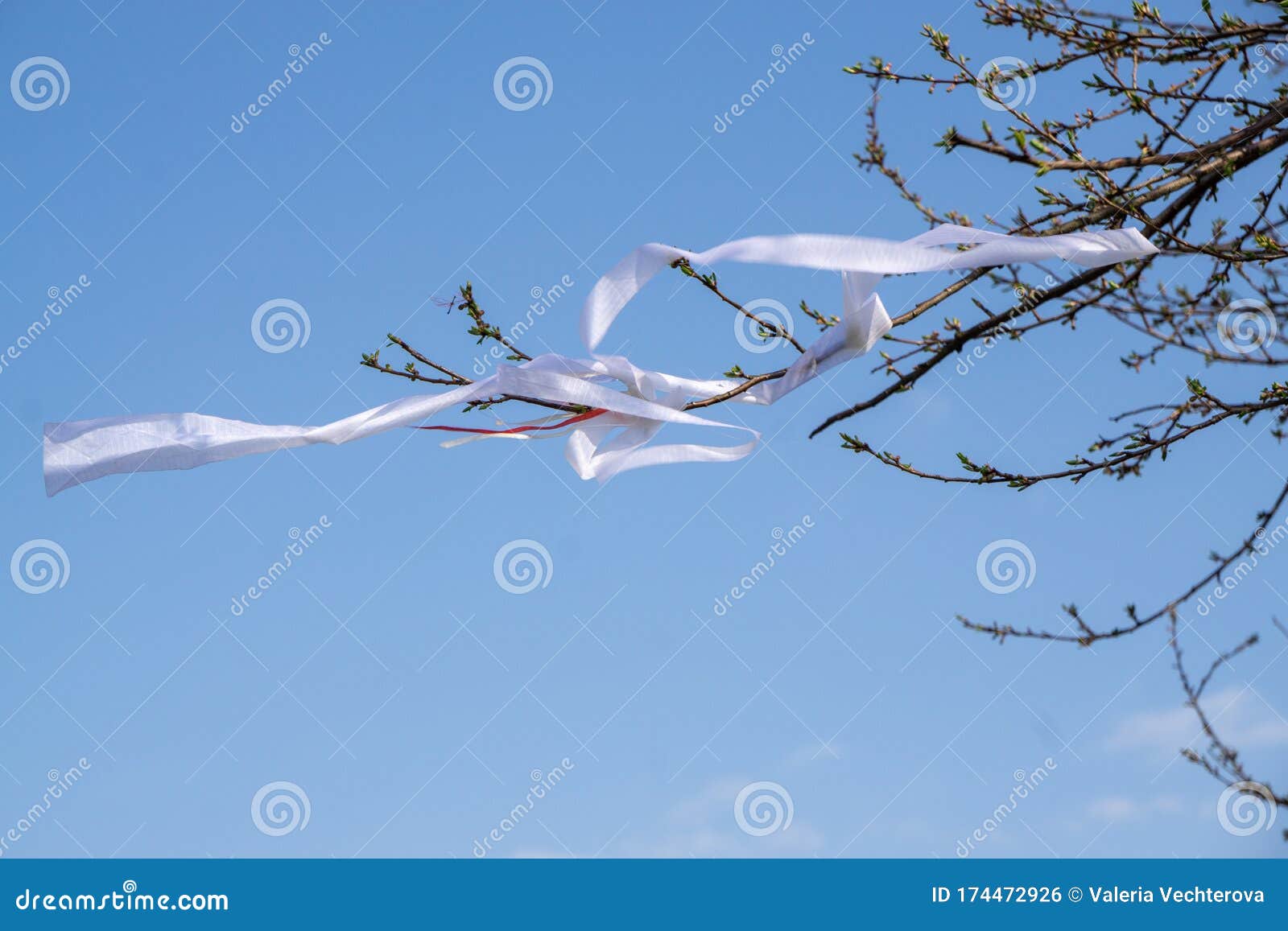 Ribbons on the Tree in Strong Wind. Stock Photo - Image of outside ...