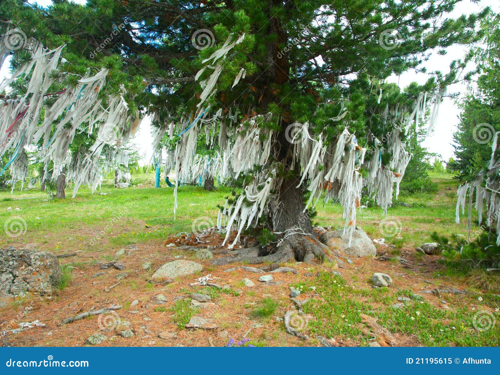 Ribbons on trees stock image. Image of taiga, cold, buddhism - 21195615