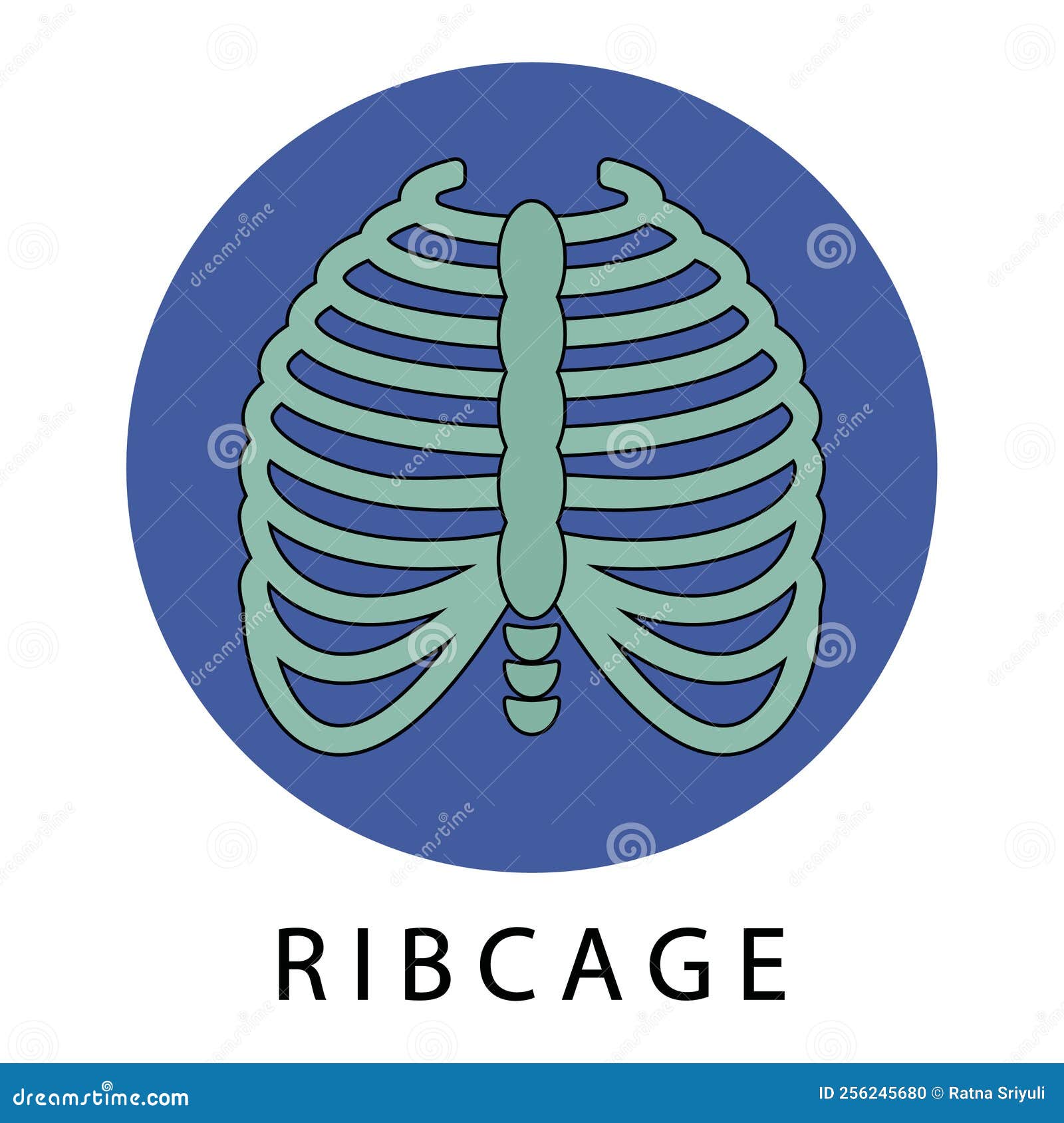 Set Of Ribcage Cartoon Icon Design Template With Various Models. Vector ...