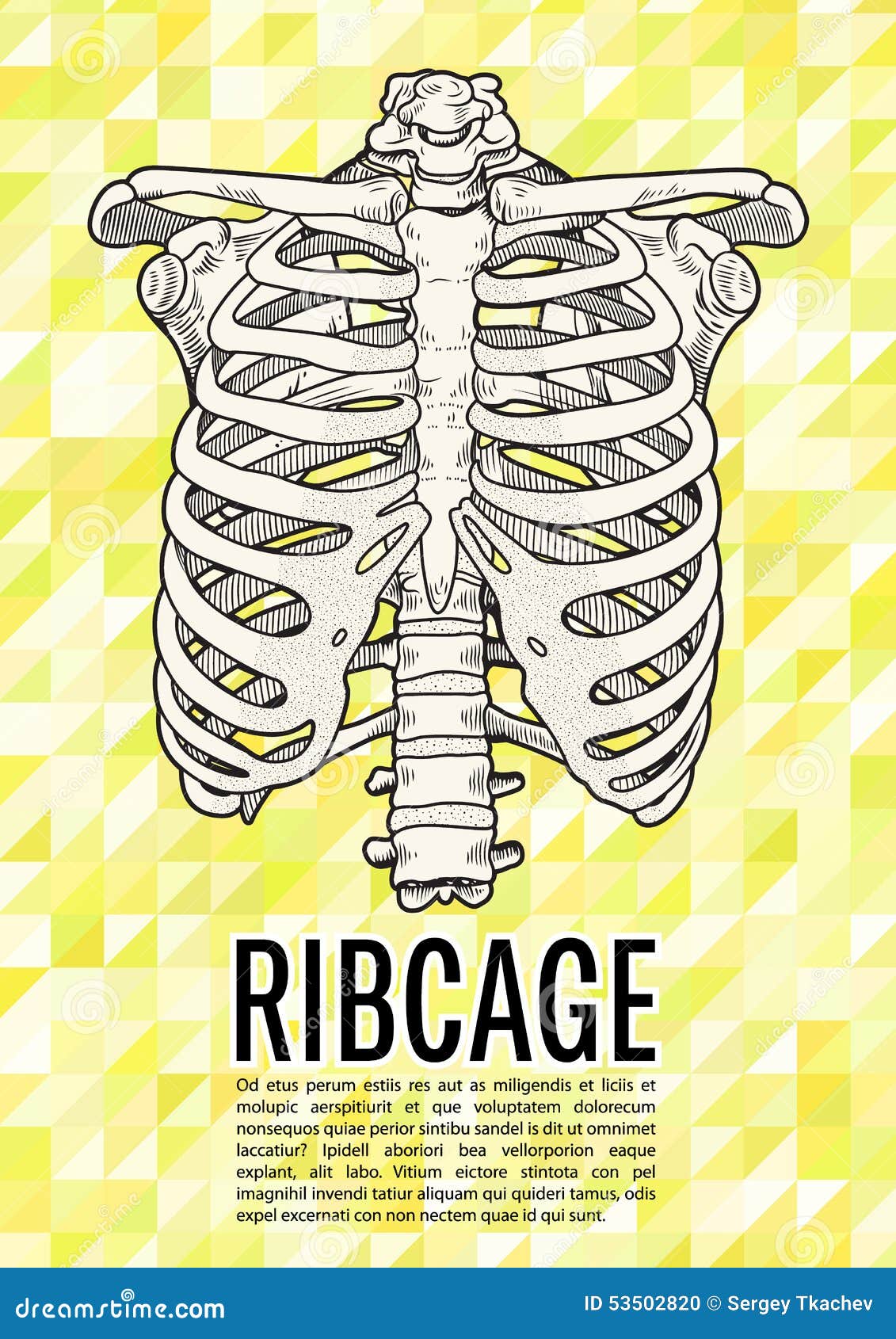 Ribcage poster stock illustration. Illustration of ribcage - 53502820