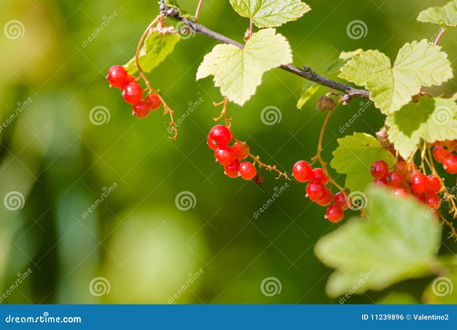 Ribes fotografia stock. Immagine di vitamina, foglio - 11239896