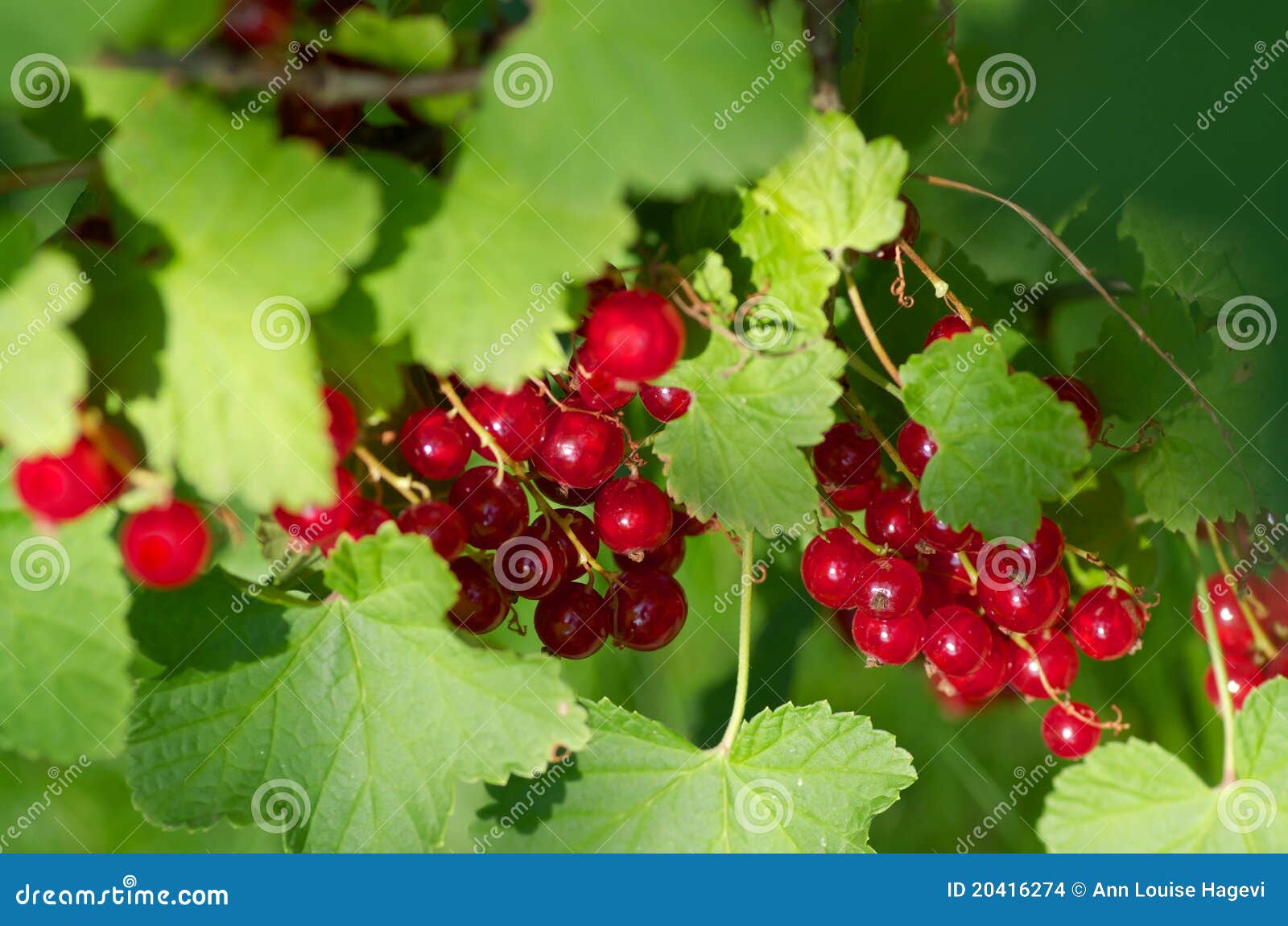 Ribes fotografia stock. Immagine di agricoltura, sano - 20416274
