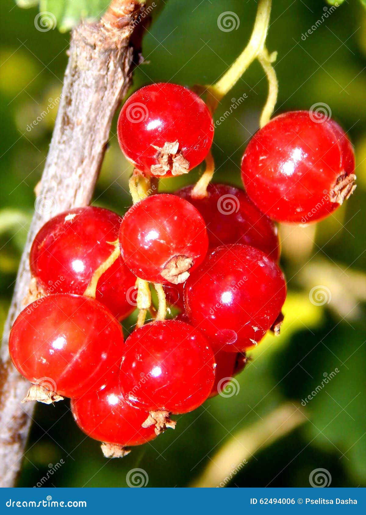 Ribes fotografia stock. Immagine di tagli, ribes, atterraggio - 62494006