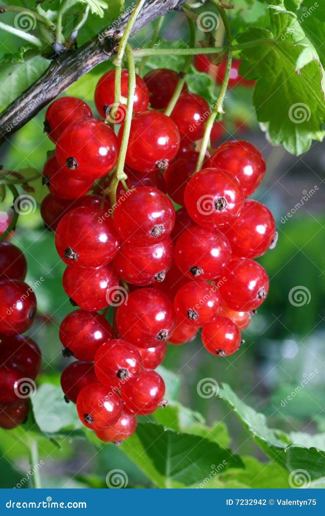 Ribes fotografia stock. Immagine di ricco, dieta, maturo - 7232942