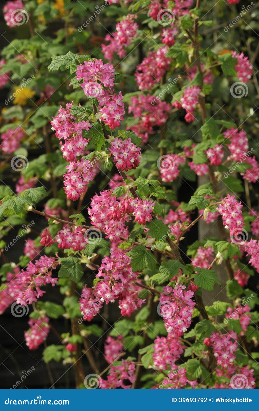 Ribes Bush di fioritura fotografia stock. Immagine di arbusto - 39693792