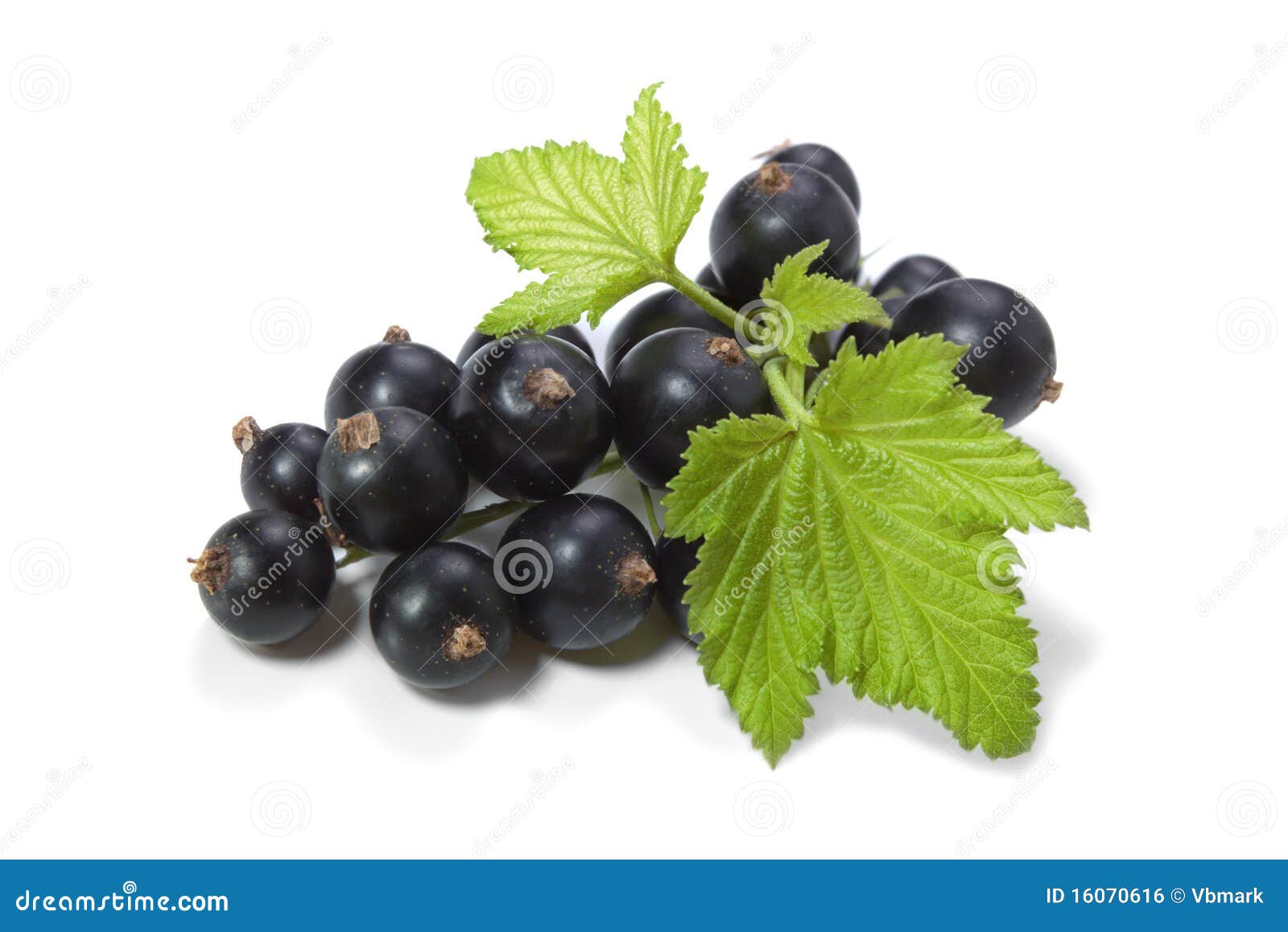 Ribes nero fotografia stock. Immagine di mazzo, maturo - 16070616