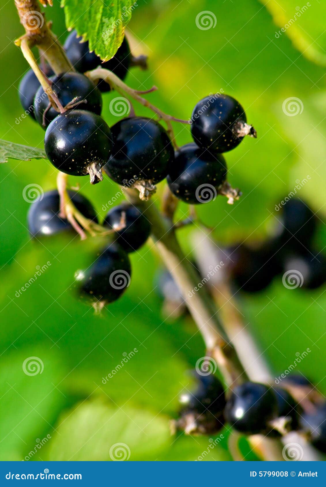 Ribes nero 2 fotografia stock. Immagine di frutta, filiale - 5799008