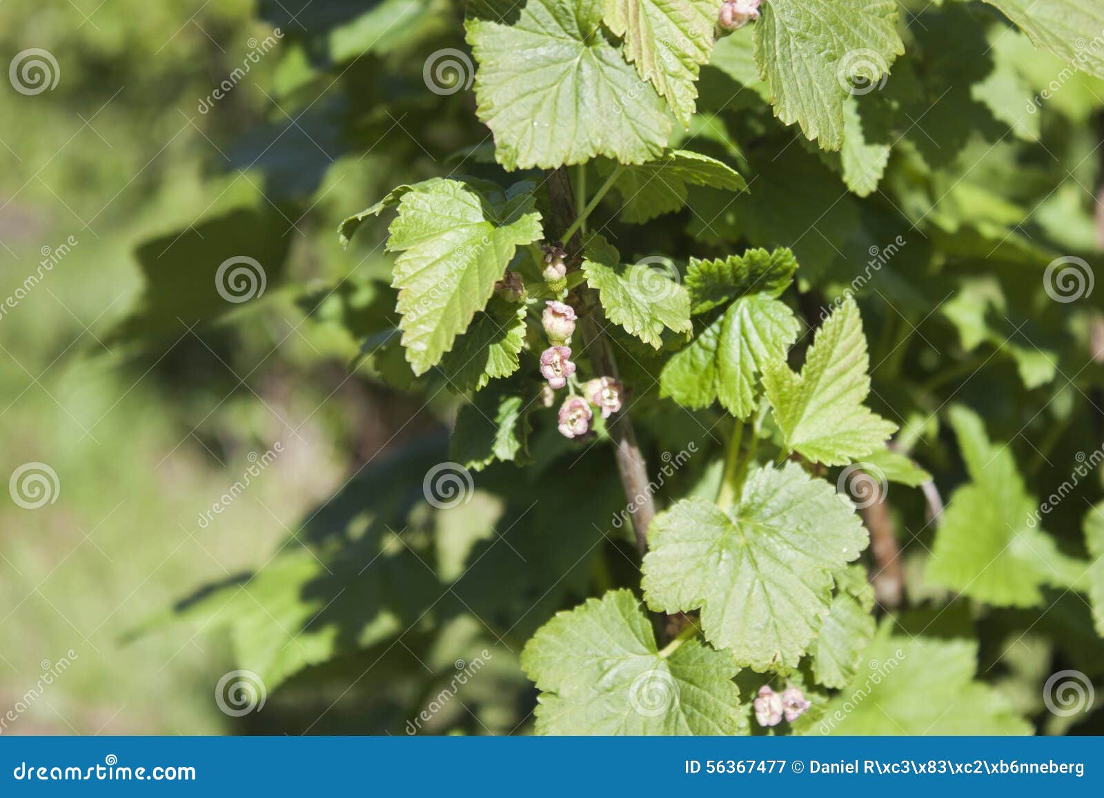 Ribes Nero, Fiori Di Ribes Nigrum Immagine Stock - Immagine di fiori ...