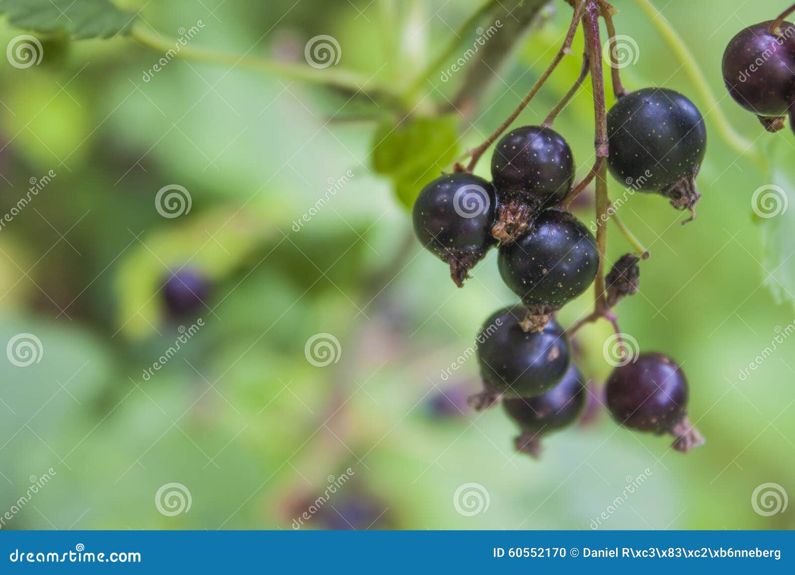 Ribes nigrum, blackcurrant stock photo. Image of sweet - 60552170