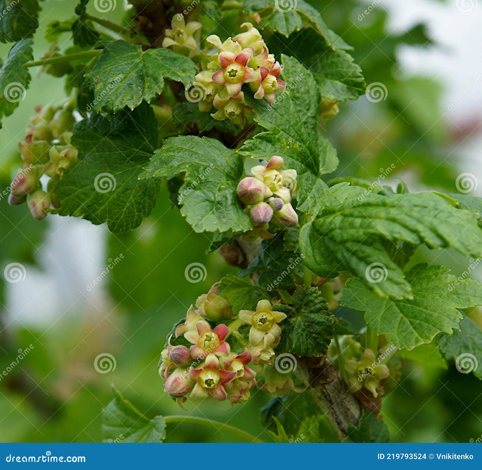 Ribes nigrum flowers stock photo. Image of color, nature - 219793524