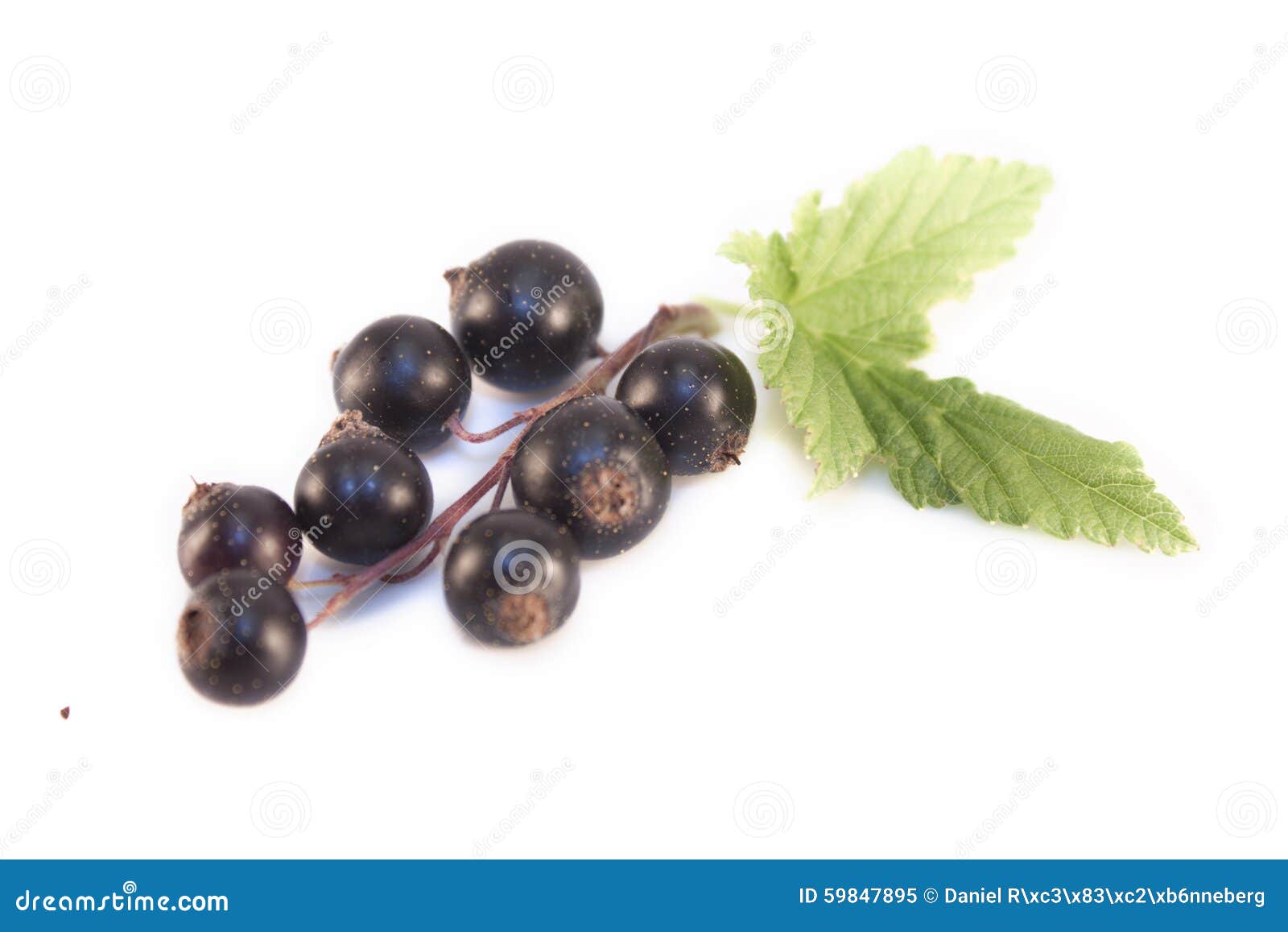 Ribes nigrum isolated stock image. Image of ribes, isolated - 59847895