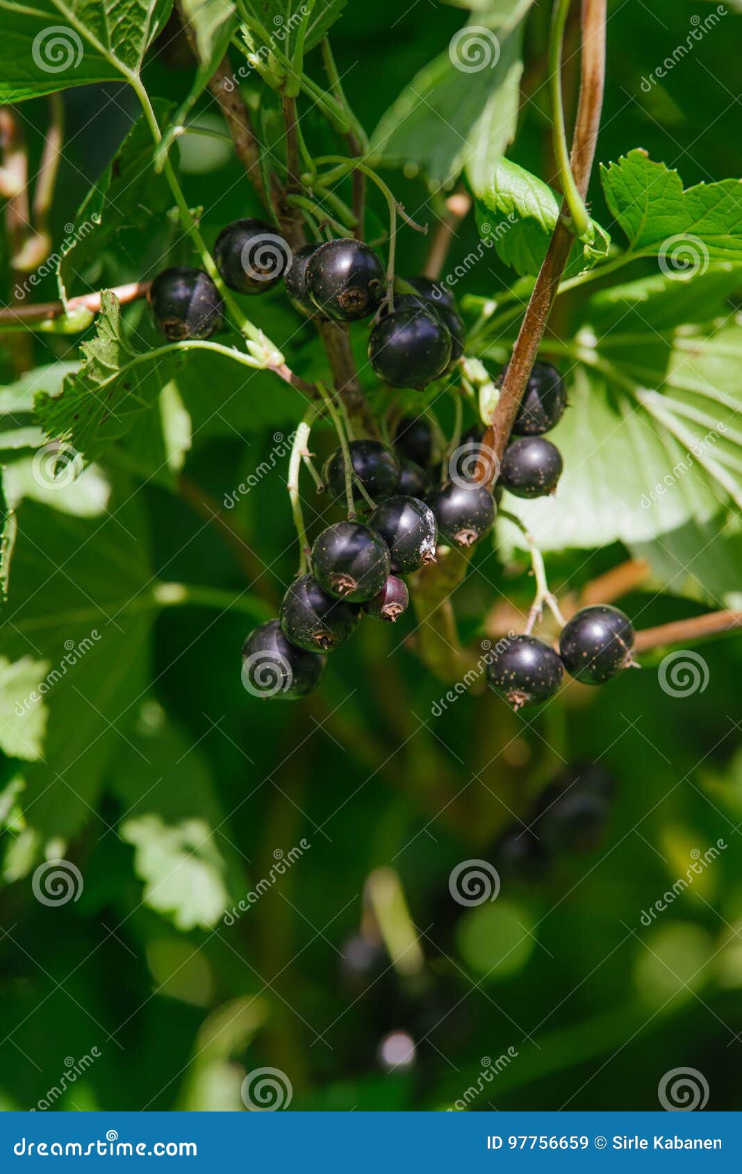 Ribes nigrum stock image. Image of delicious, garden - 97756659
