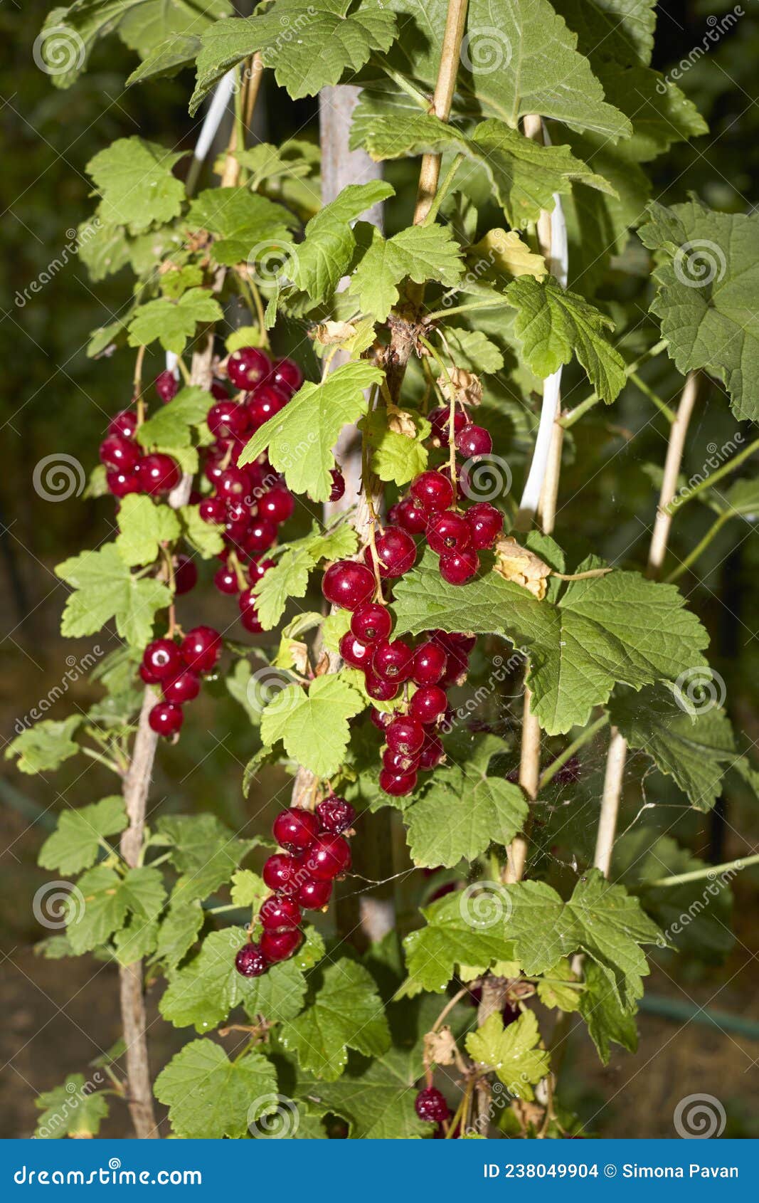 Ribes Rubrum Red Fruit on the Plant Stock Photo - Image of bush ...
