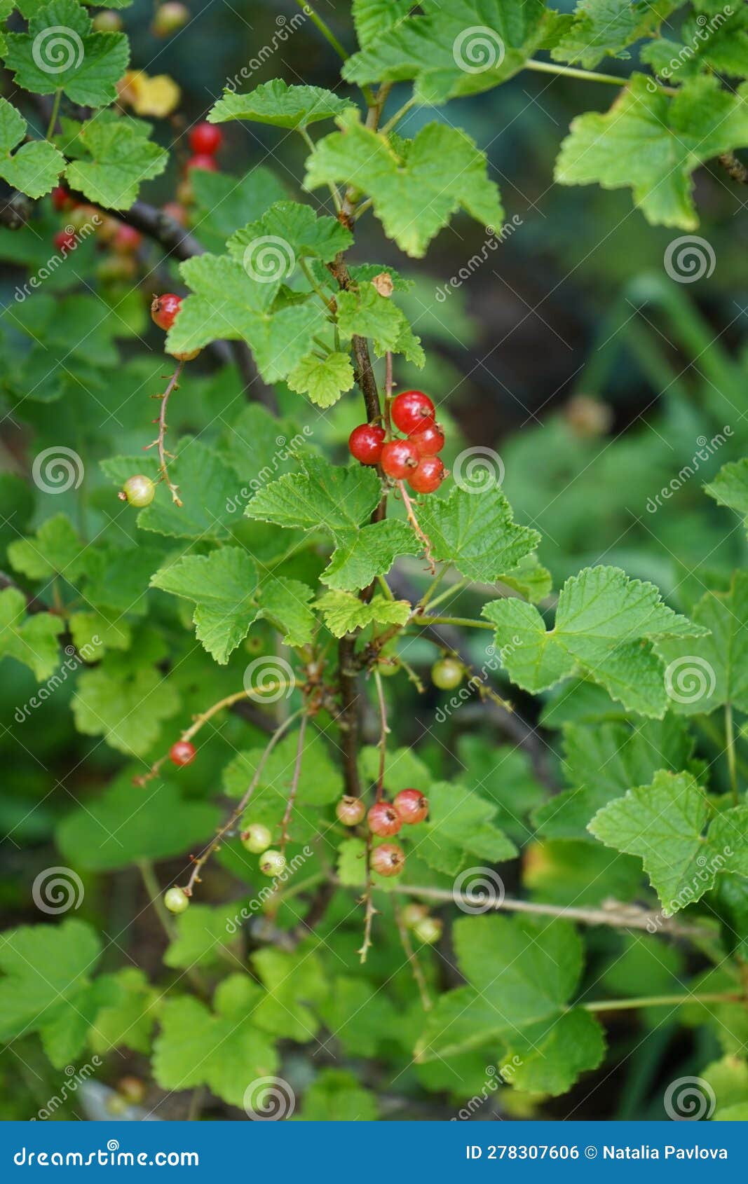 Ribes Rubrum Jonkheer Van Tets Grows in June in the Garden. Berlin ...