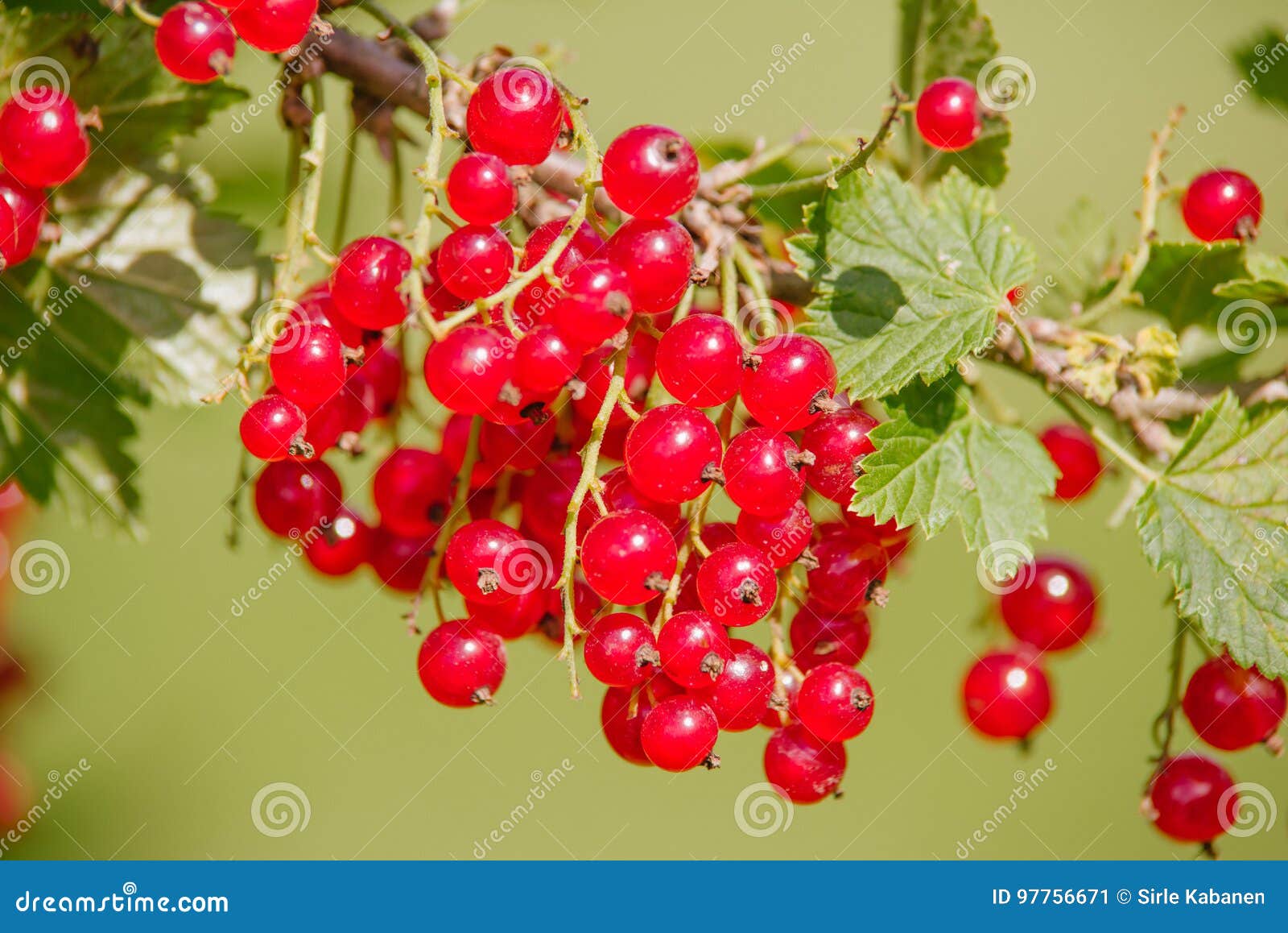 Ribes rubrum stock image. Image of berries, closeup, group - 97756671