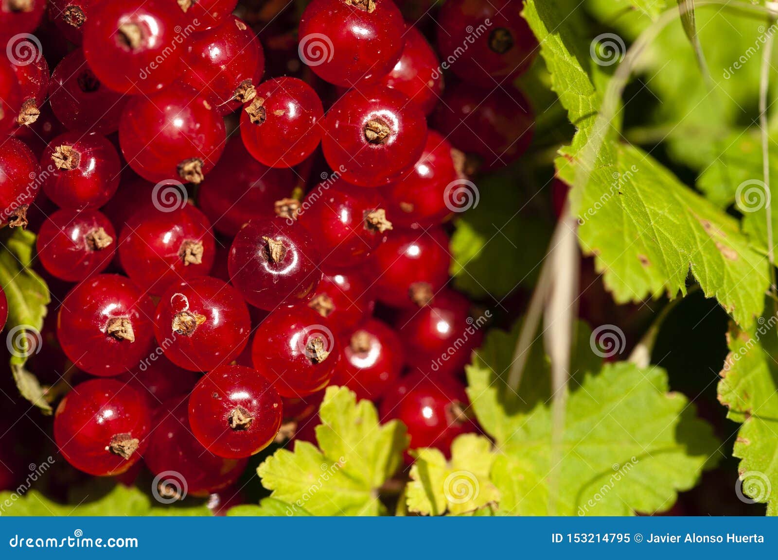 Ribes rubrum - red currant stock image. Image of fruit - 153214795