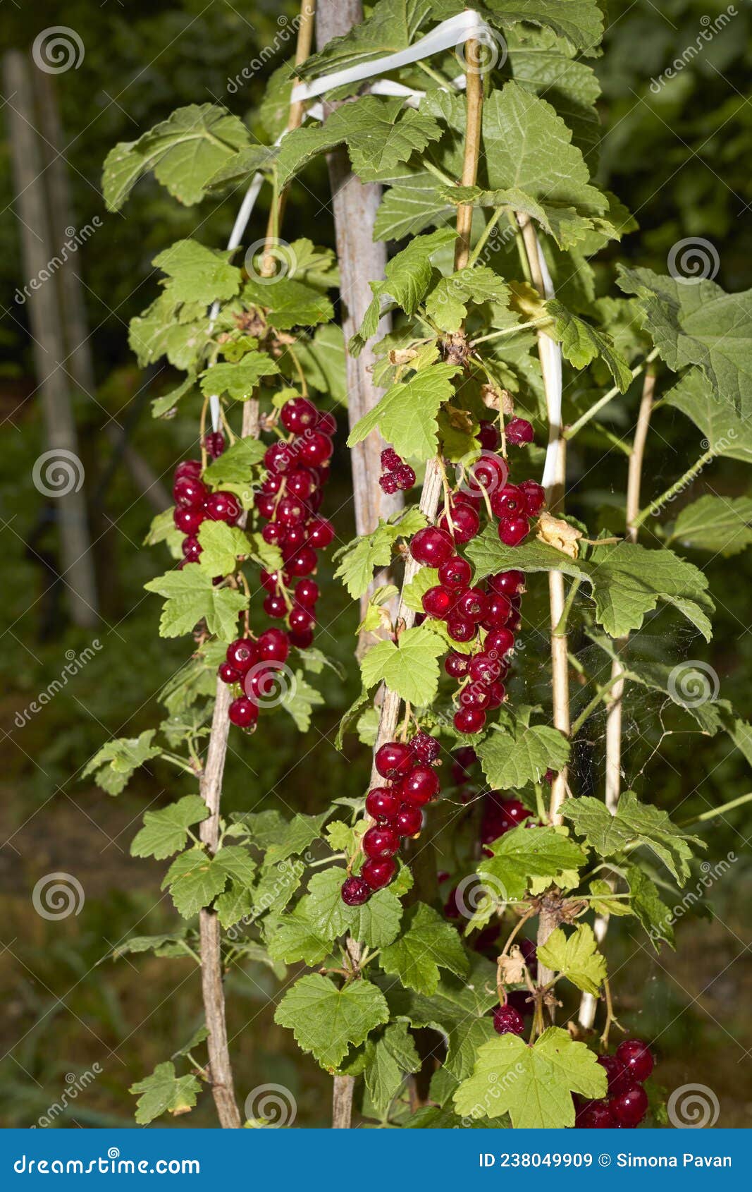 Ribes Rubrum Red Fruit on the Plant Stock Image - Image of green, berry ...