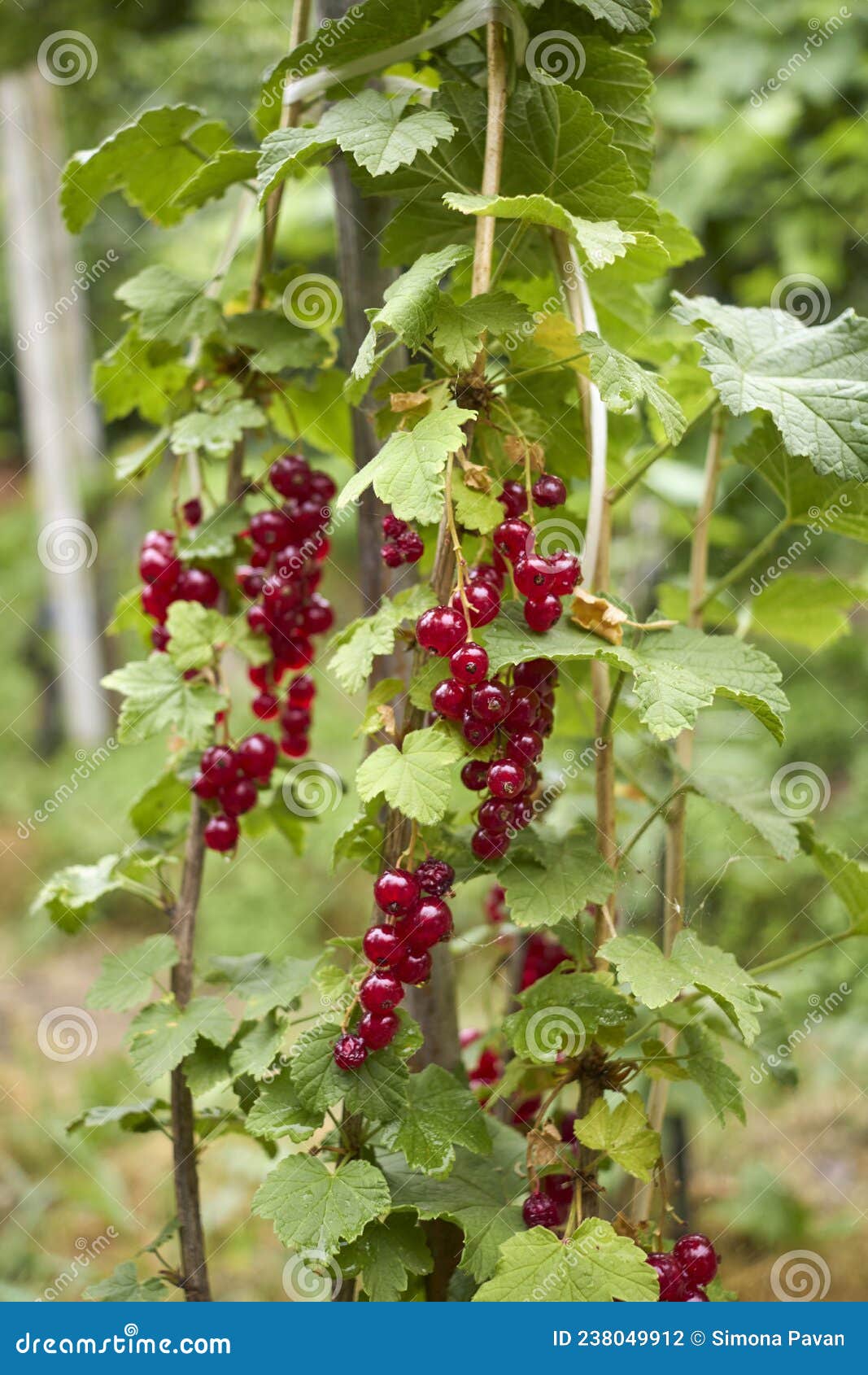 Ribes Rubrum Red Fruit on the Plant Stock Photo - Image of natural ...