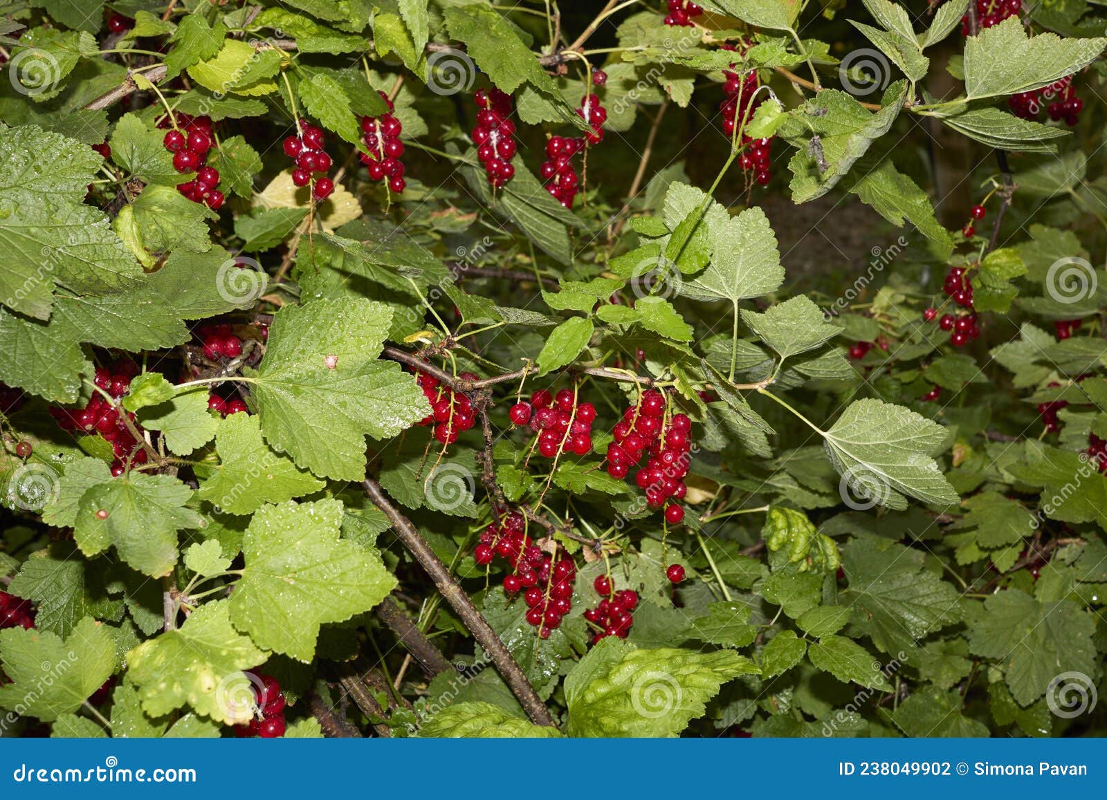 Ribes Rubrum Red Fruit on the Plant Stock Photo - Image of currant ...