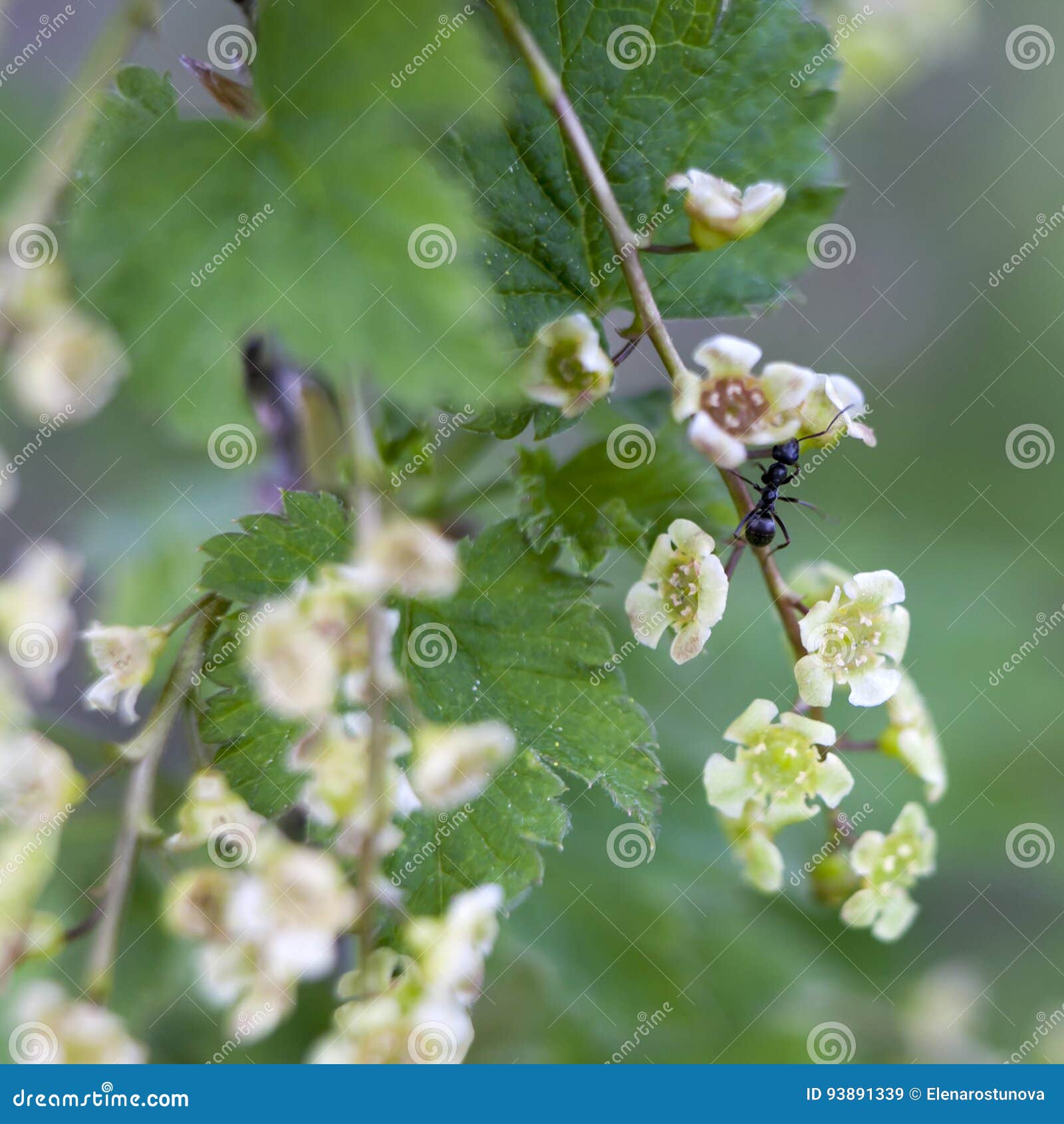 Ribes Rubrum. Redcurrant Jonkheer Van Tets Flowers Stock Image - Image ...