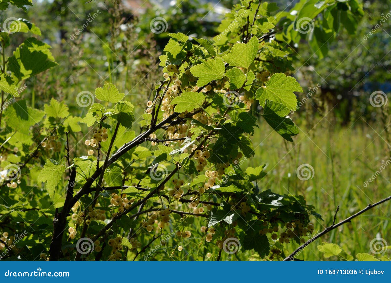 Ribes Rubrum `White Grape`. Currant Bush with Berries Grows in the ...