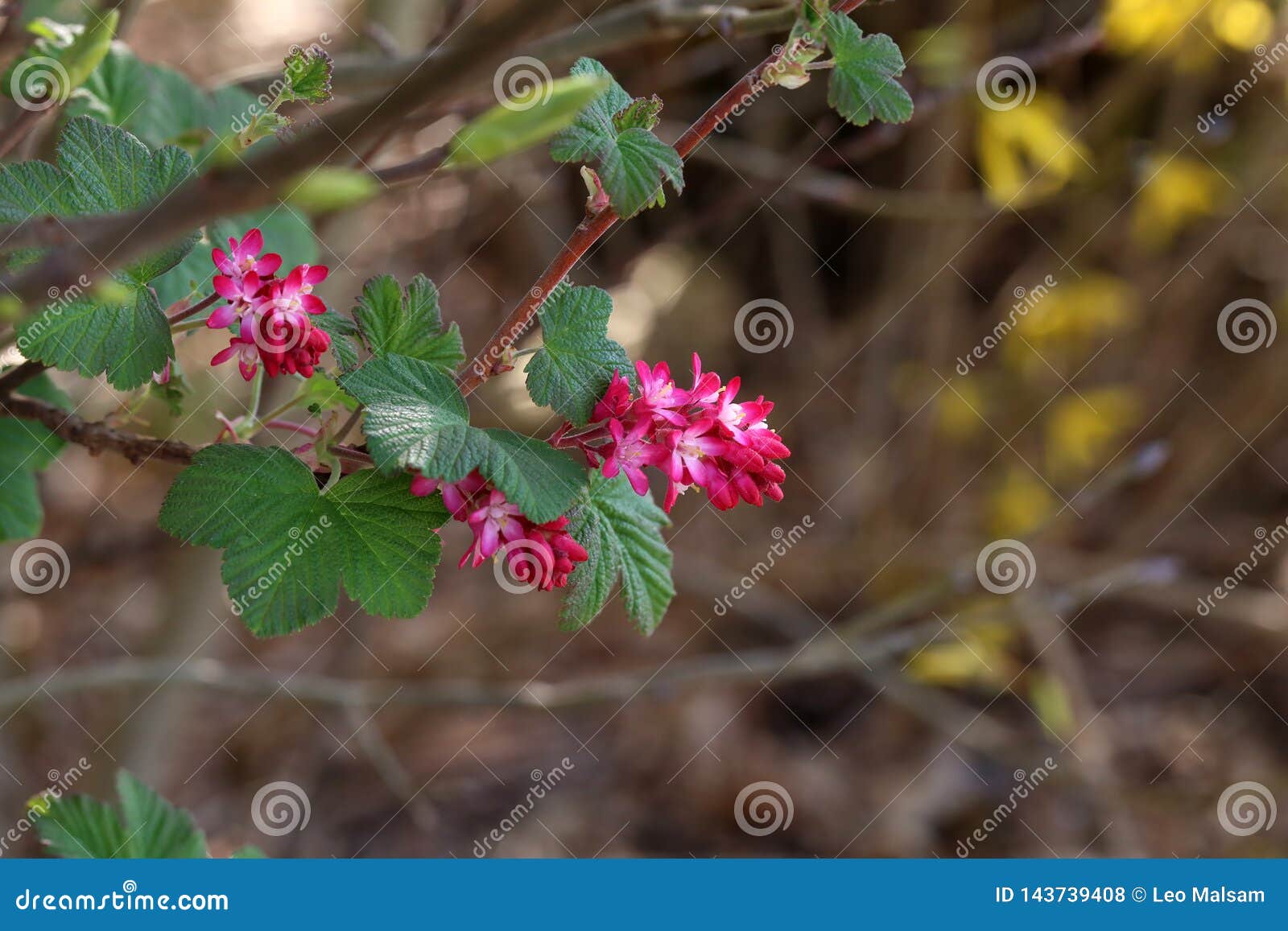 Ribes Sanguineum Flowering Currant Bloom in Spring Stock Photo - Image ...