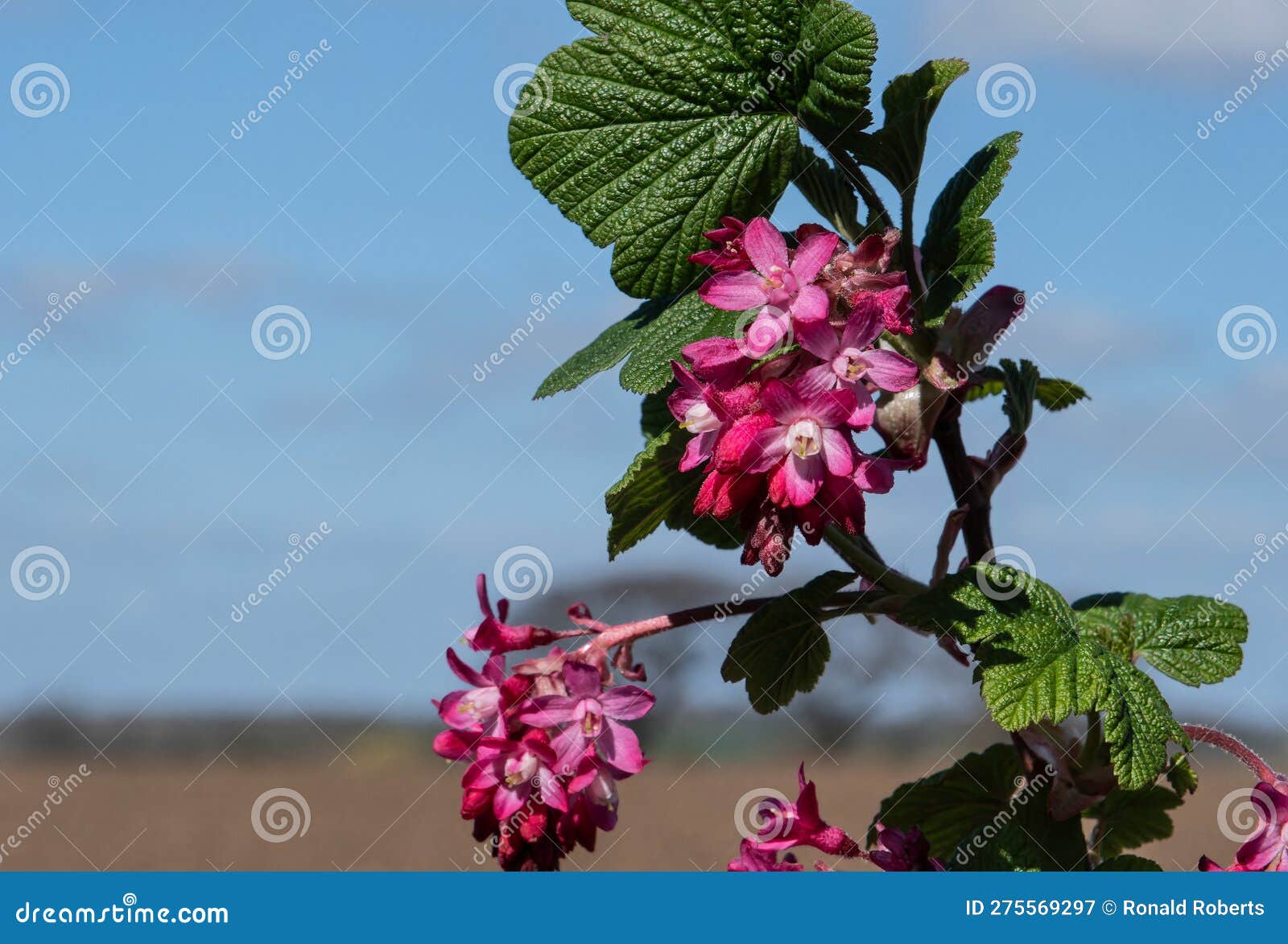 Ribes shrub in full boom stock image. Image of flower - 275569297