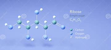 Ribose, Molecular Structures, Simple Sugar, 3d Model, Structural ...