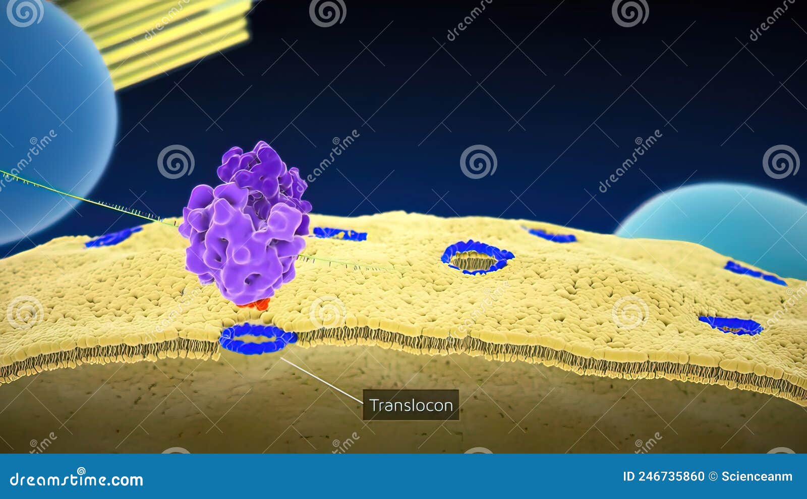 Ribosomal DNA RDNA is a DNA Sequence that Codes for Ribosomal RNA Stock ...