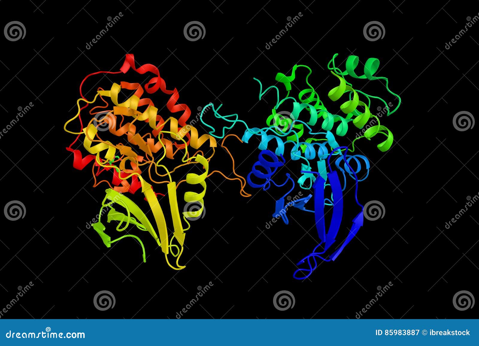 Ribosomal Protein S6 Kinase Alpha-1, an Enzyme Implicated in Con Stock ...