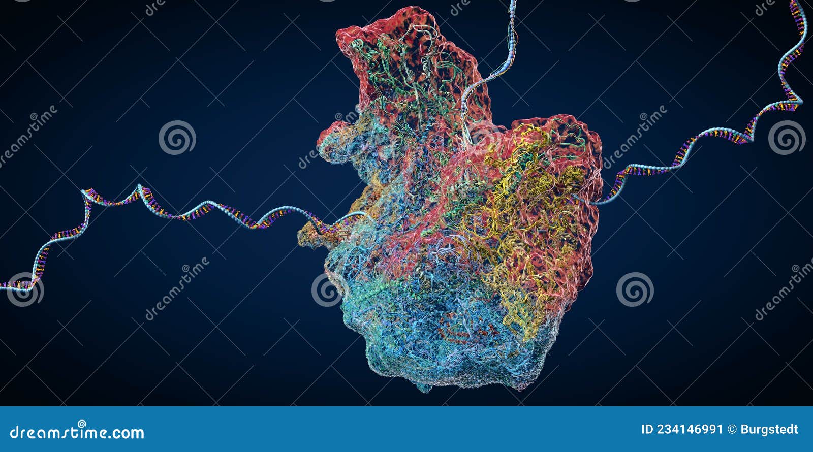 Ribosome As Part of an Biological Cell Constructing Messenger Rna ...