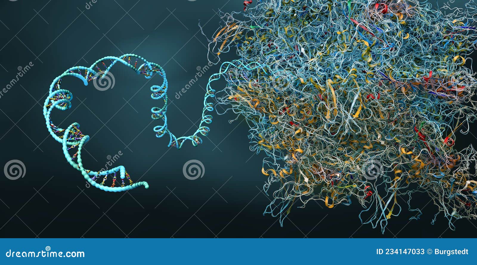 Ribosome As Part of an Biological Cell Constructing Messenger Rna ...