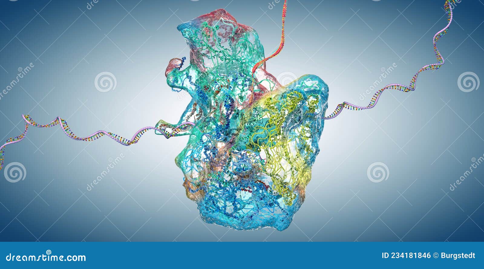 Ribosome As Part of an Biological Cell Constructing Messenger Rna ...