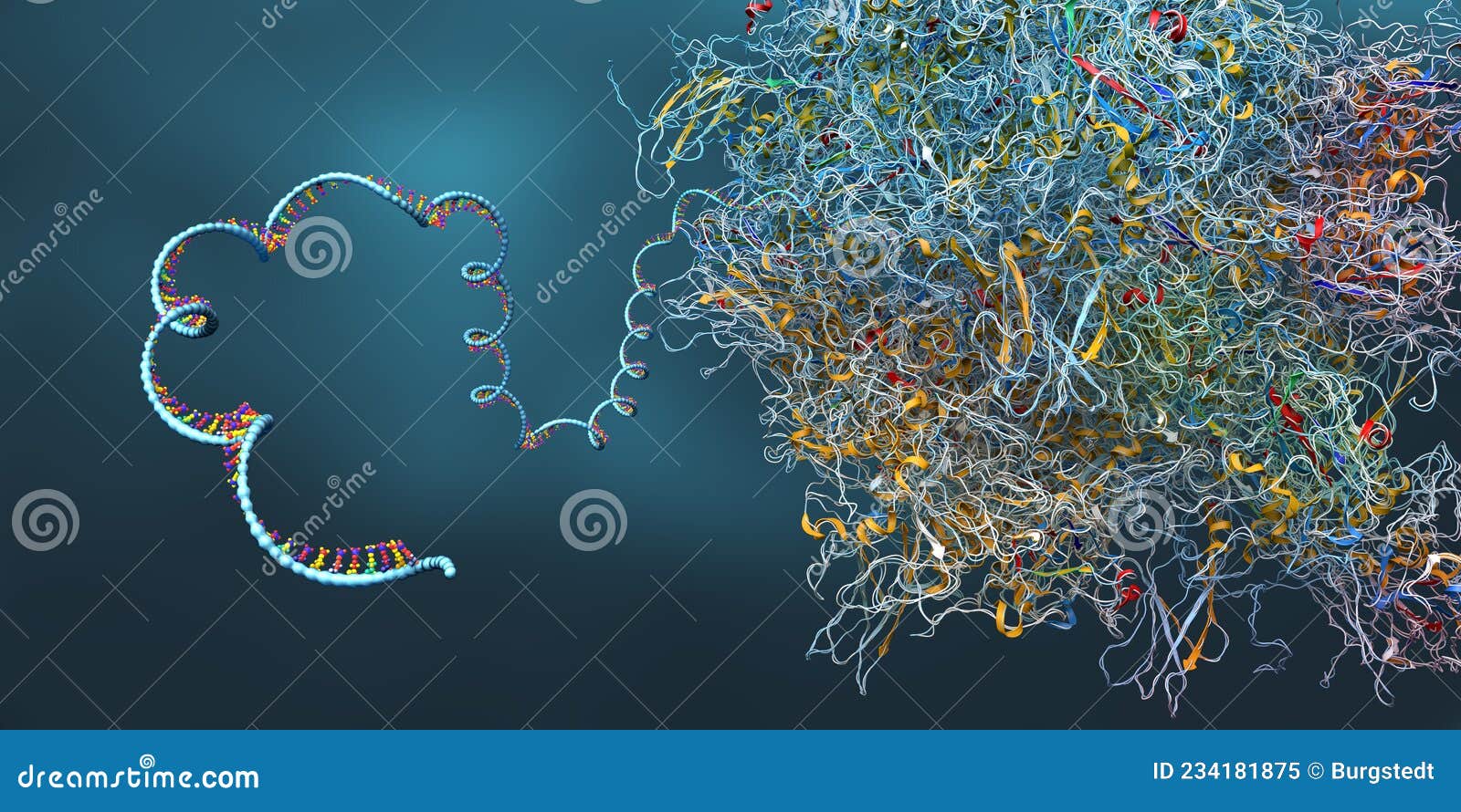Ribosome As Part of an Biological Cell Constructing Messenger Rna ...