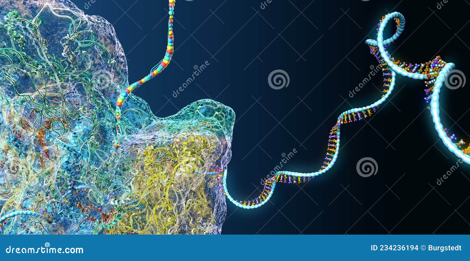 Ribosome As Part of an Biological Cell Constructing Messenger Rna ...