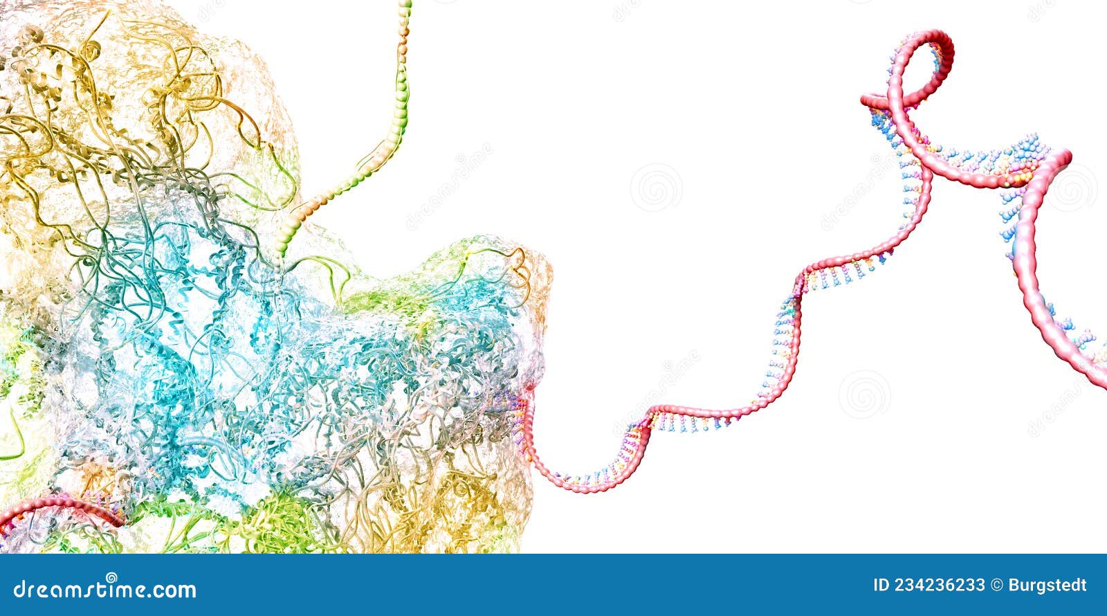 Ribosome As Part Of An Biological Cell Constructing Messenger Rna ...
